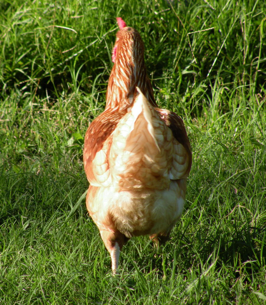 Much Ado About Nothing: ~Labor Day, First Unibind Book, Chicken Butts ...