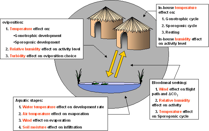Infection Landscapes: Dengue Part 2: The mosquito and its ecology