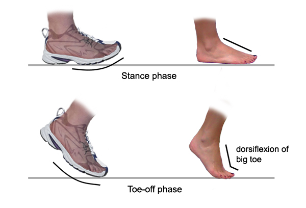 The Barefoot Professor: Foot Anatomy 101-Windlass Mechanics