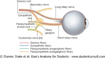 PUPILA DE ADIE ...: Localización de la lesión