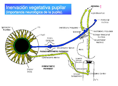 PUPILA DE ADIE ...: LA PUPILA (II). Fisiología de la pupila (1ª parte)