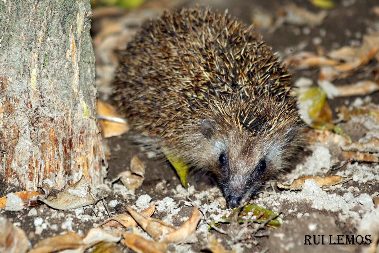 FAUNA E FLORA DO MINHO: Ouriço-cacheiro (Erinaceus europaeus)