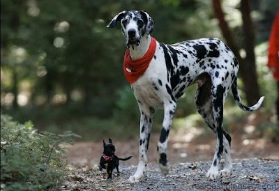Amaging World: Giant Dalmatian