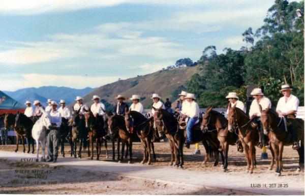 mulas de paso fino en colombia