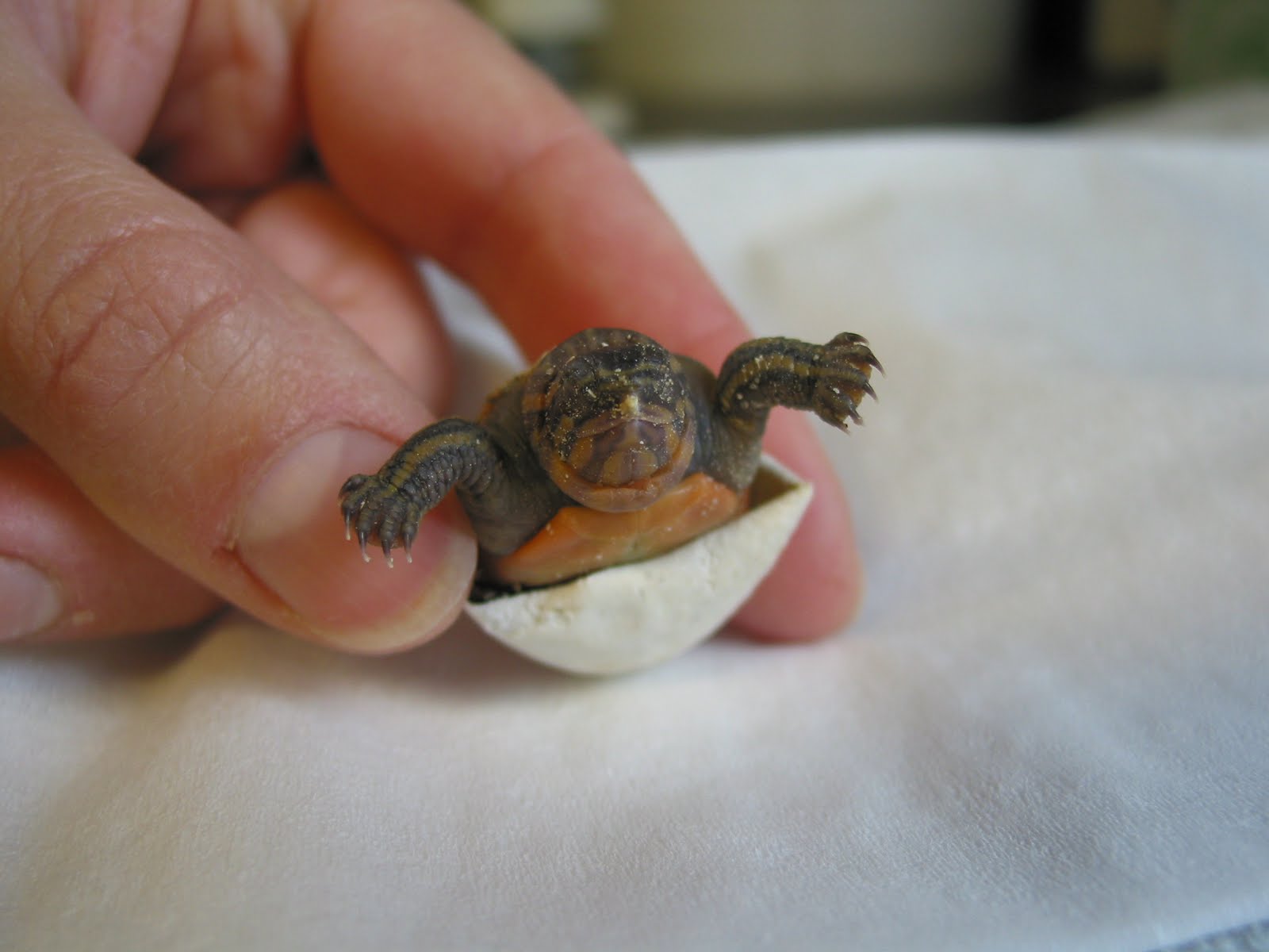 Wisconsin Wildlife Neighbors: Caller Says #2, Turtles