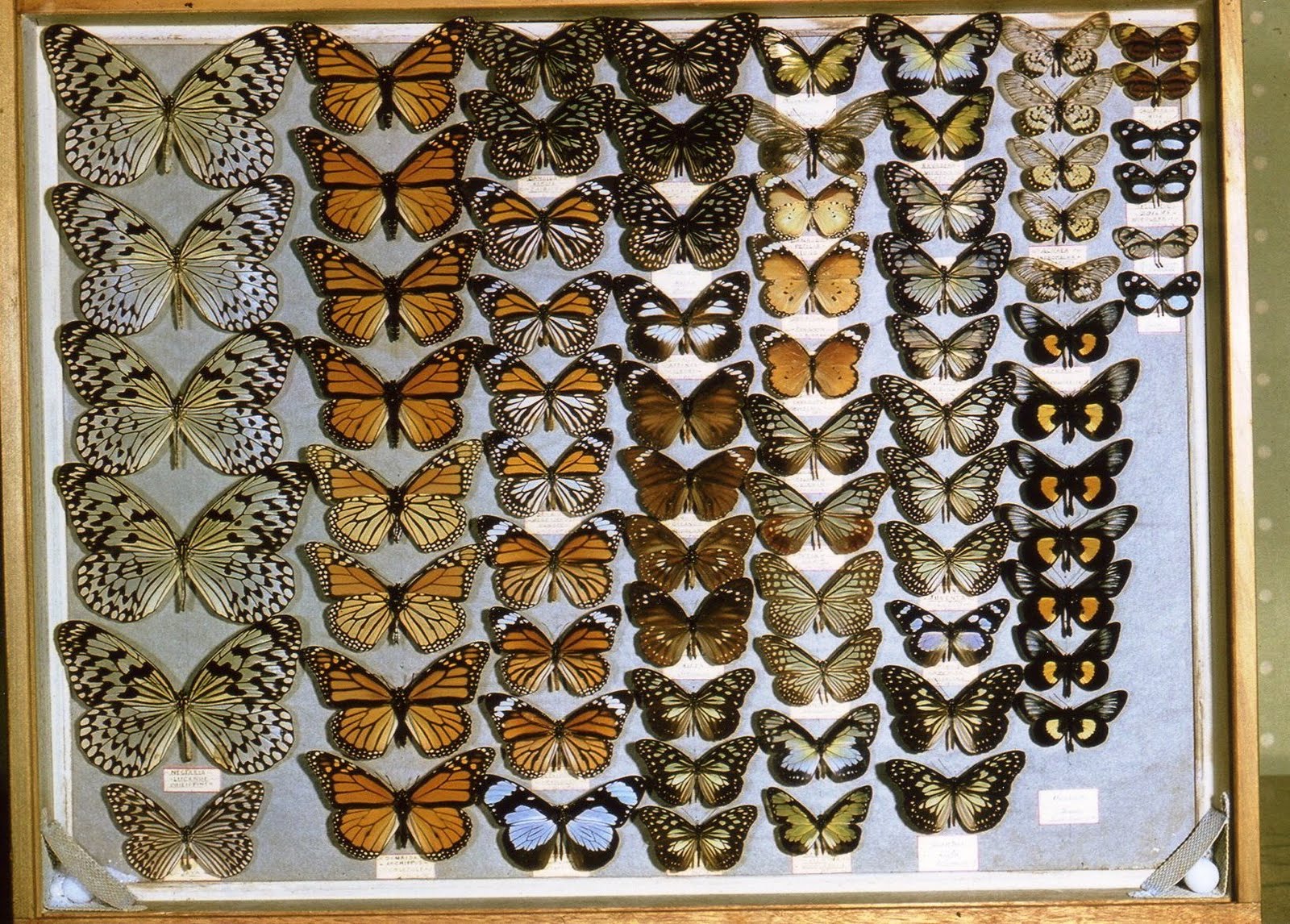 Butterfly collection