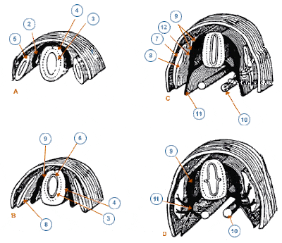 Sistema Nervoso: Formação do Tubo Neural