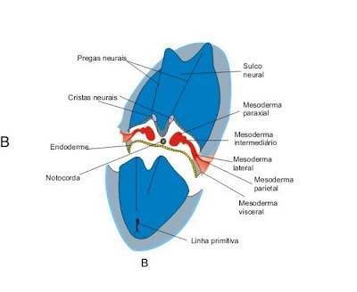 Sistema Nervoso: Crista Neural