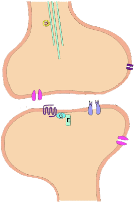 Sistema Nervoso: Sinapses