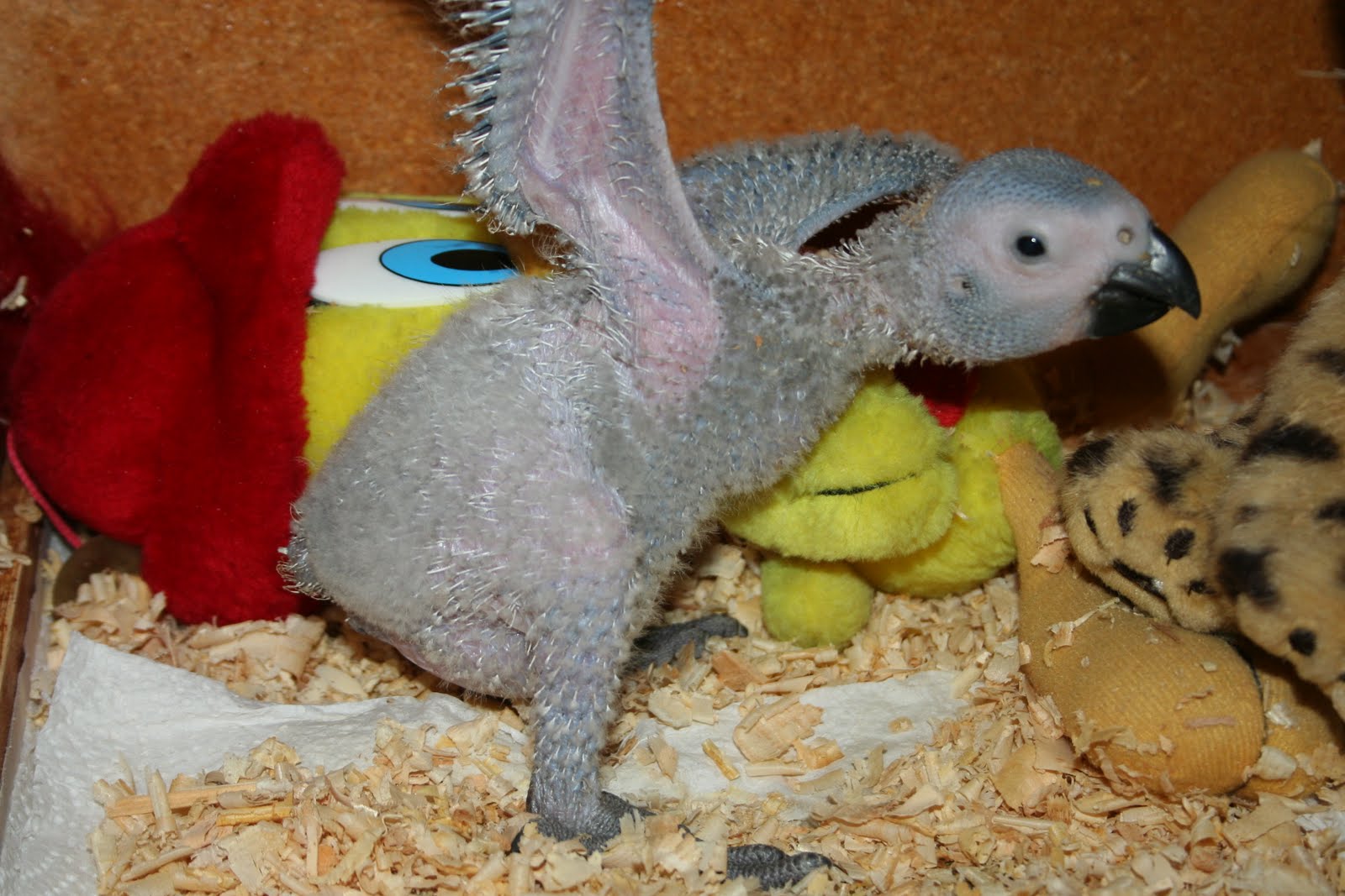 Yolandé Pienaar: African Grey Chicks - 28 Days Old