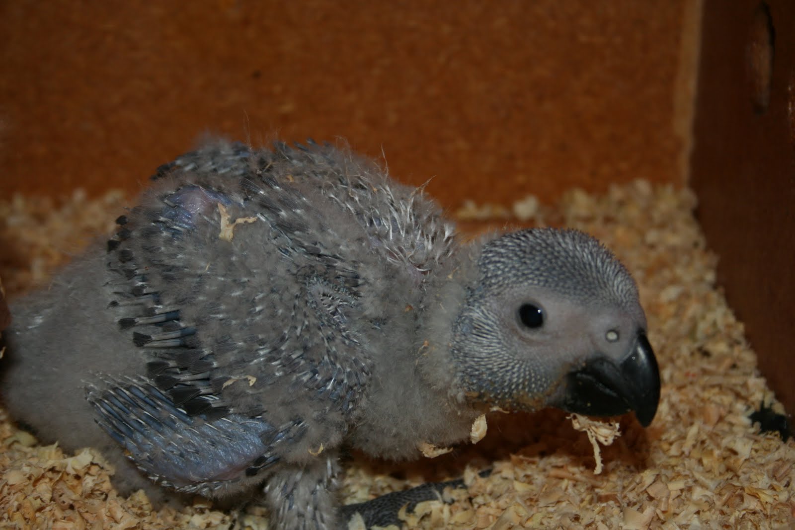 Yolandé Pienaar: African Grey Parrot Babies Develop Feathers