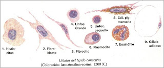 Curso de Histologia_odontologia: Tejido conectivo laxo