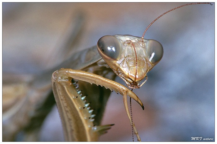 Alas rotas: La mantis religiosa (José Watanabe)