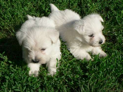 Curiozitati despre caini ~ De Toate :)