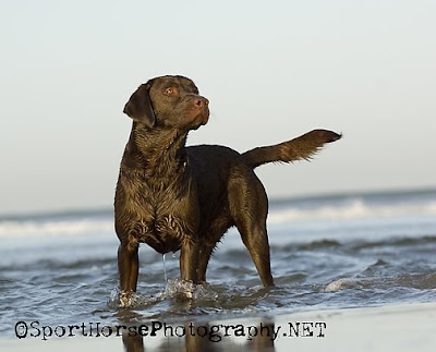 Sporthorsephotography.net: 2010 Chocolate Lab Calendar COVER