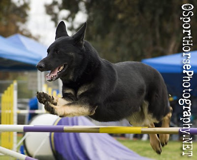 Sporthorsephotography.net: 2010 For the Love of German Shepherds