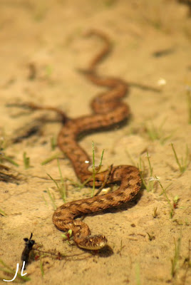 Imágenes de nuestra fauna: Culebra viperina (Natrix maura)