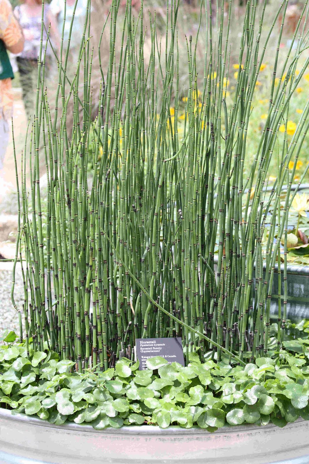 Musings from the Texas Hill Country: Lady Bird Johnson Wildflower ...