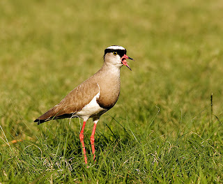 From My Garden Fence: Crowned Lapwing (Plover, Kiewiet)