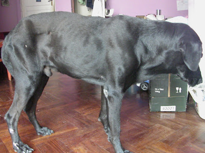 ADOPCIONES PERU - ELLOS ESPERAN POR TÍ: Labrador desnutrido necesita ...