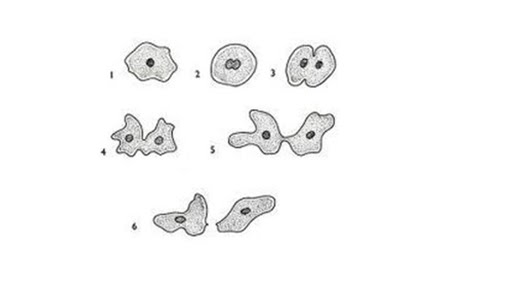 Sahid's Blog: Reproduksi Sel (Mitosis & Meiosis)