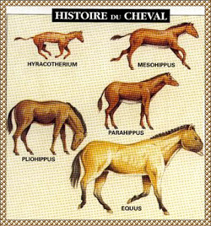EQUIRAMA: L'Evolution du cheval