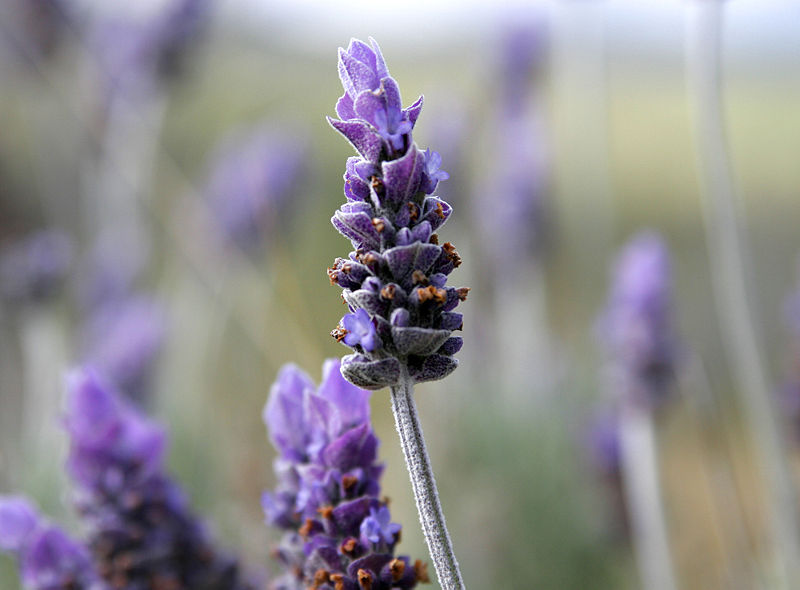 64 In The Box: Lovely Lavender