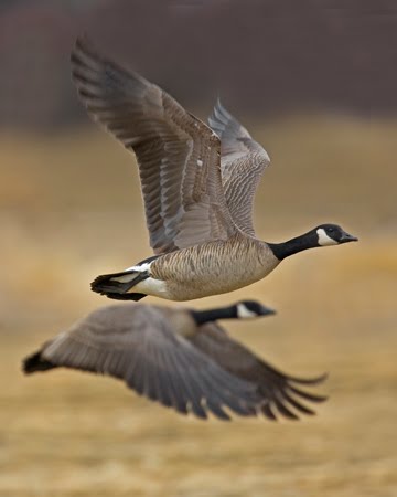 Ken Conger Photography: Creamer's Field, Fairbanks, Alaska