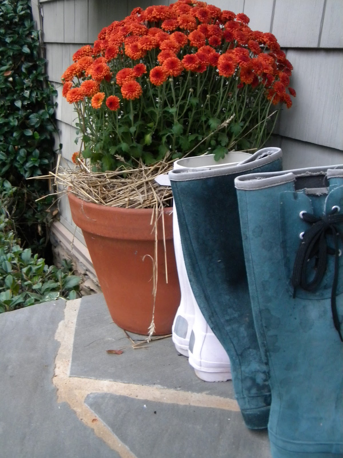 Three Pixie Lane: Picked Just for You...A Party