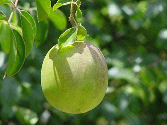 Umbu =umbu | Fruta umbu, Dicas de nutrição, Frutas exóticas