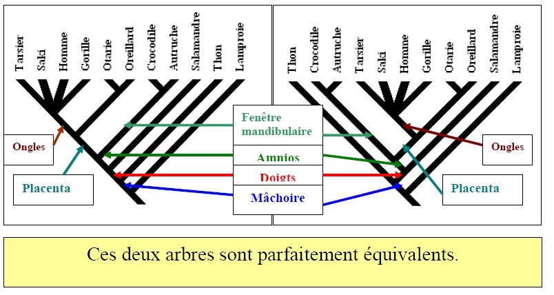 la théorie du vivant simplifiée par jean philippe: Le classement ...