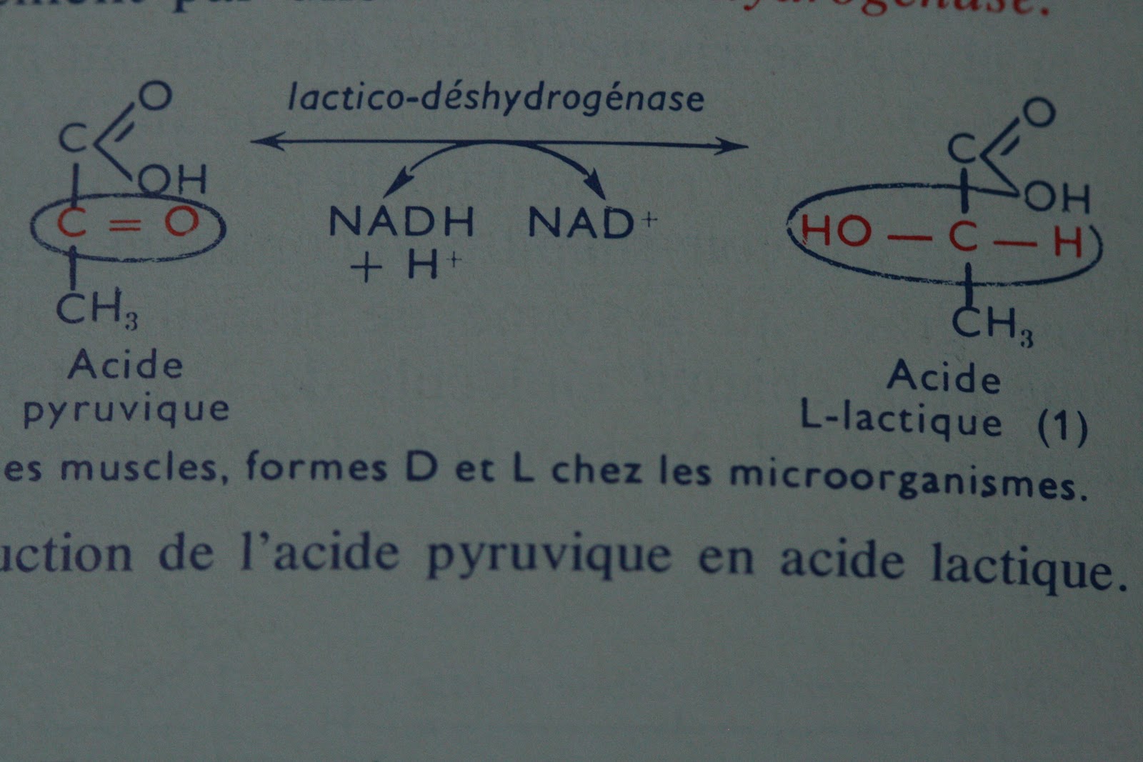 la théorie du vivant simplifiée par jean philippe: La biochimie