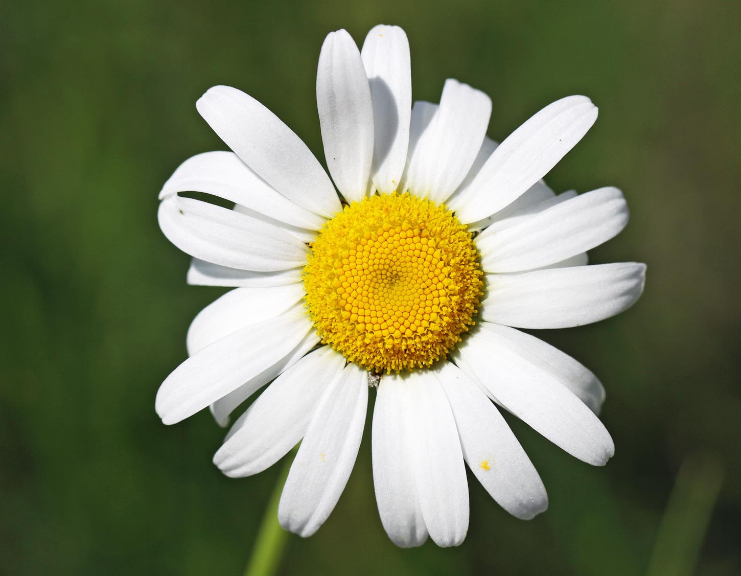 Southern Lagniappe: Roadside Daisies