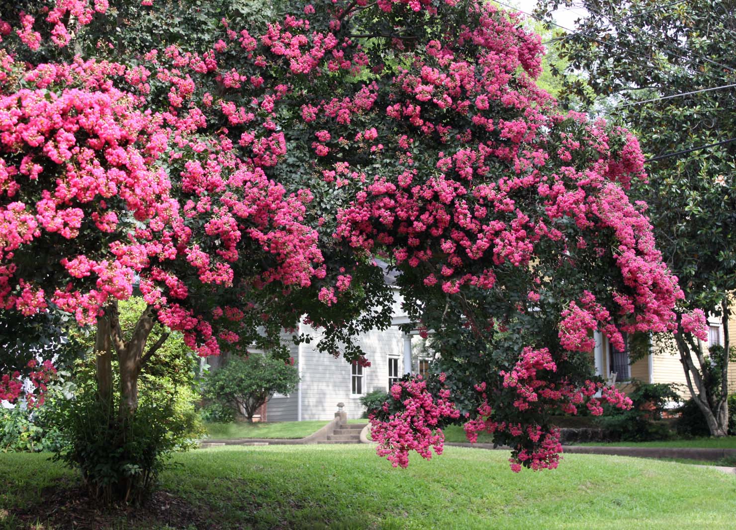 Southern Lagniappe: The Crape Myrtles of Vicksburg