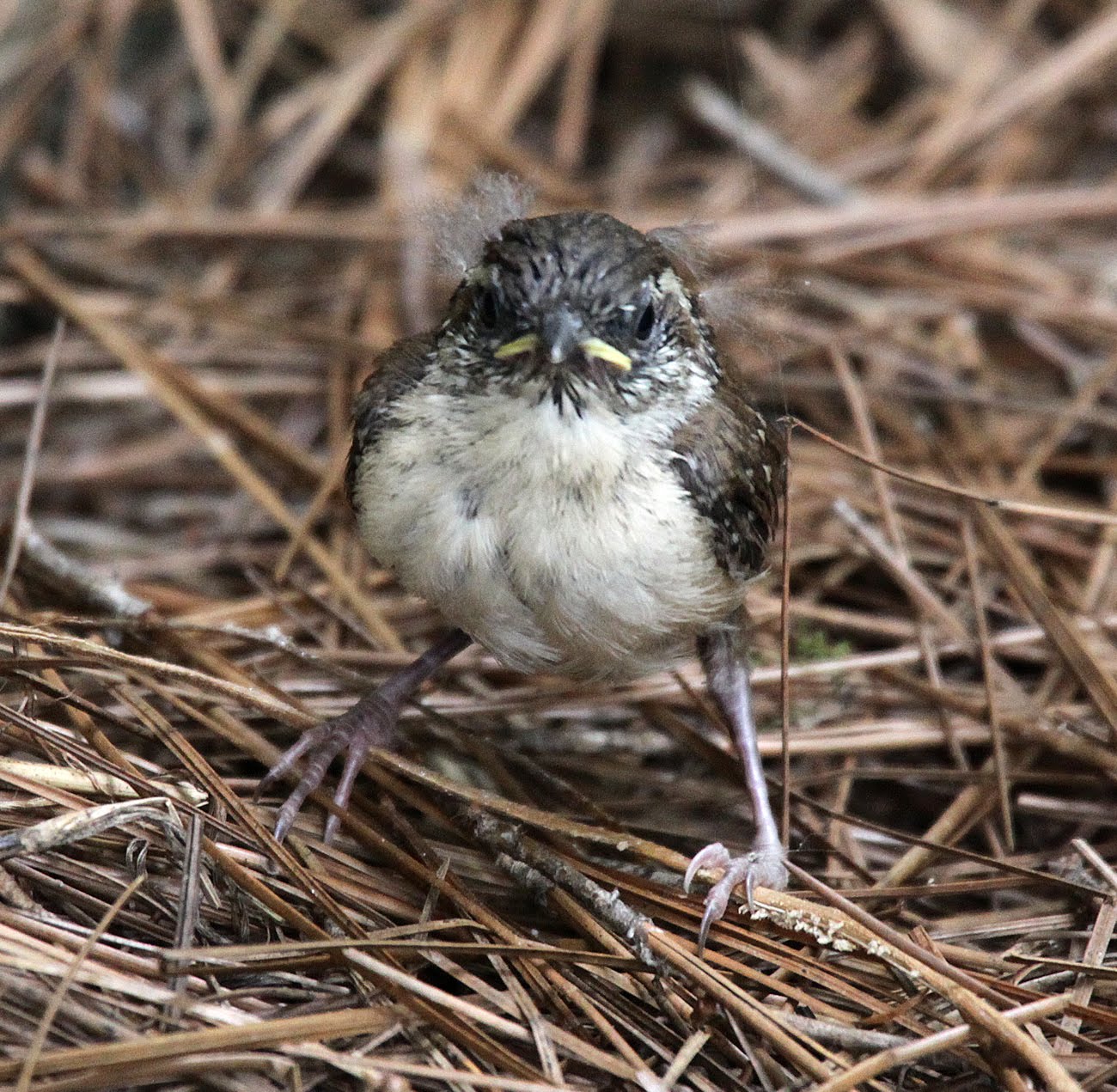 Southern Lagniappe: Baby Bird