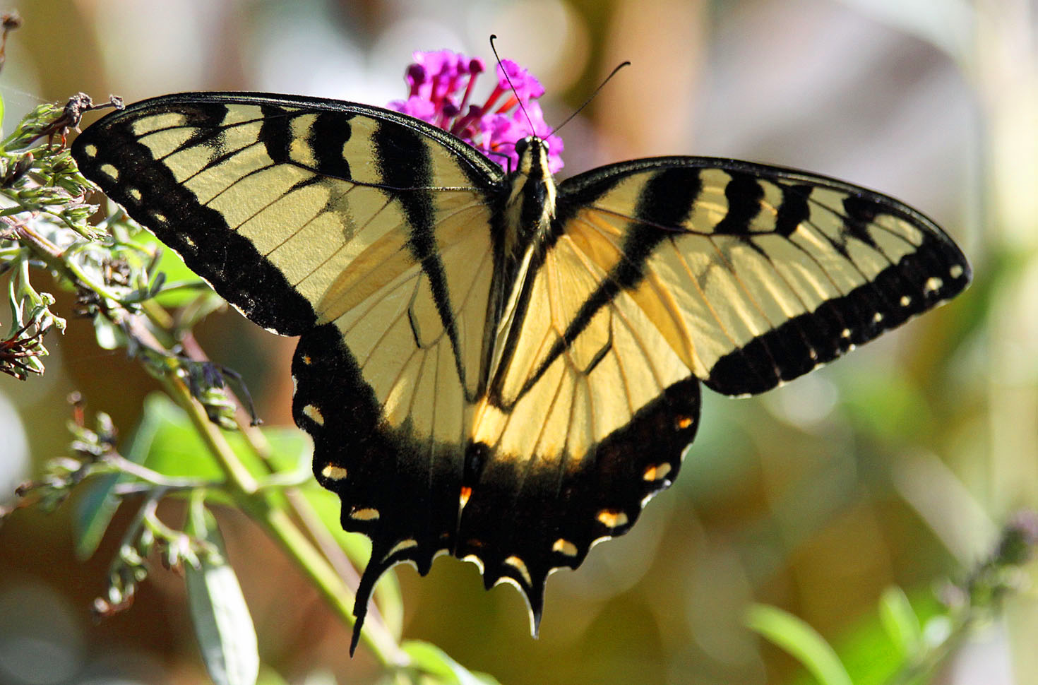 Southern Lagniappe: All Things Bright and Beautiful