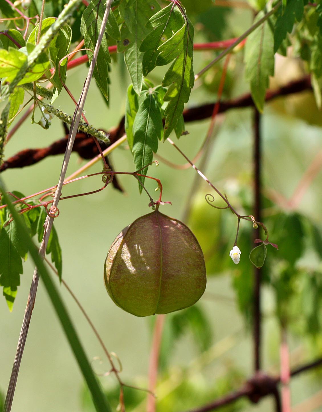 Southern Lagniappe: Balloon Vines