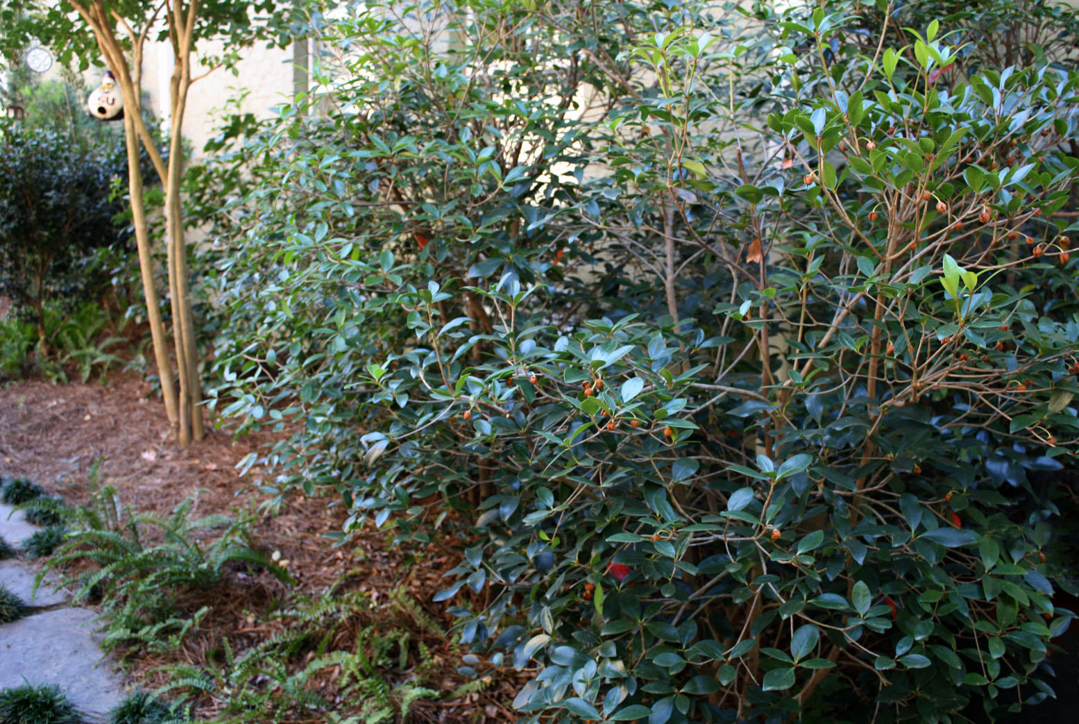 Southern Lagniappe: Cleyeras Up Close