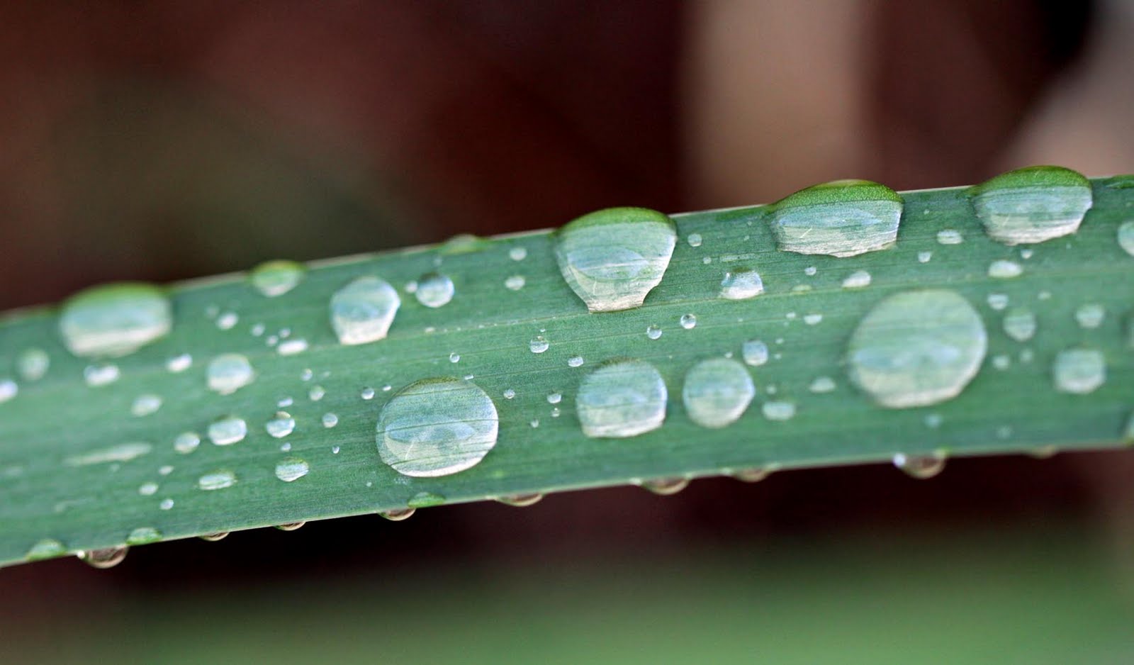 Southern Lagniappe: Magical Raindrops