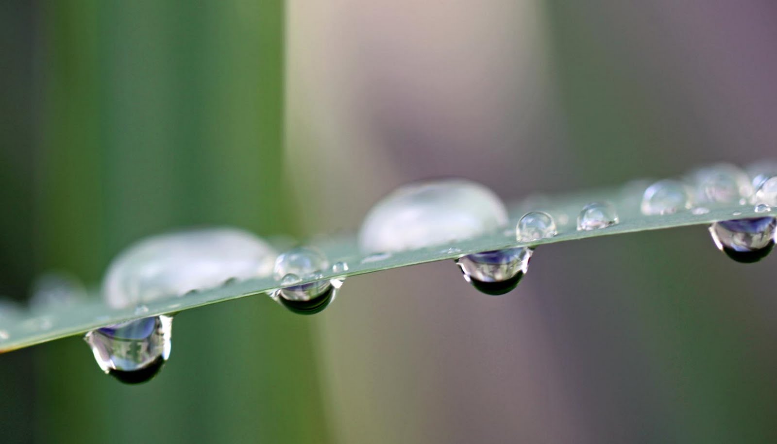 Southern Lagniappe: Magical Raindrops