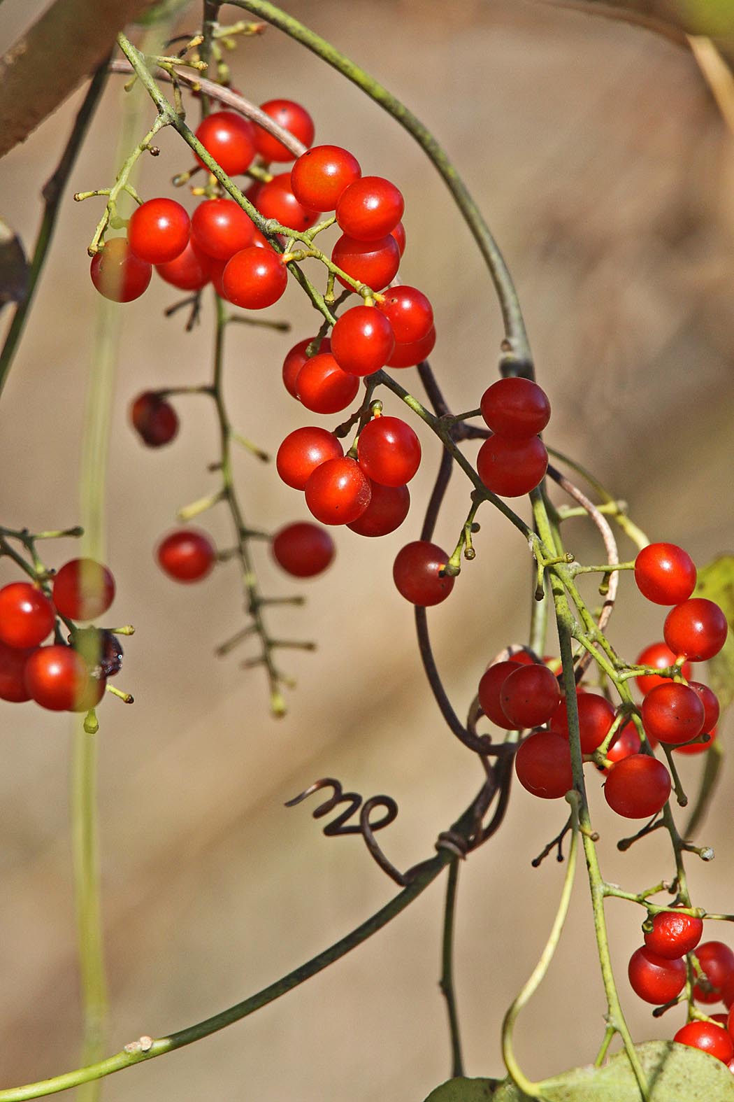 Southern Lagniappe: December Lagniappe: Vines and Berries