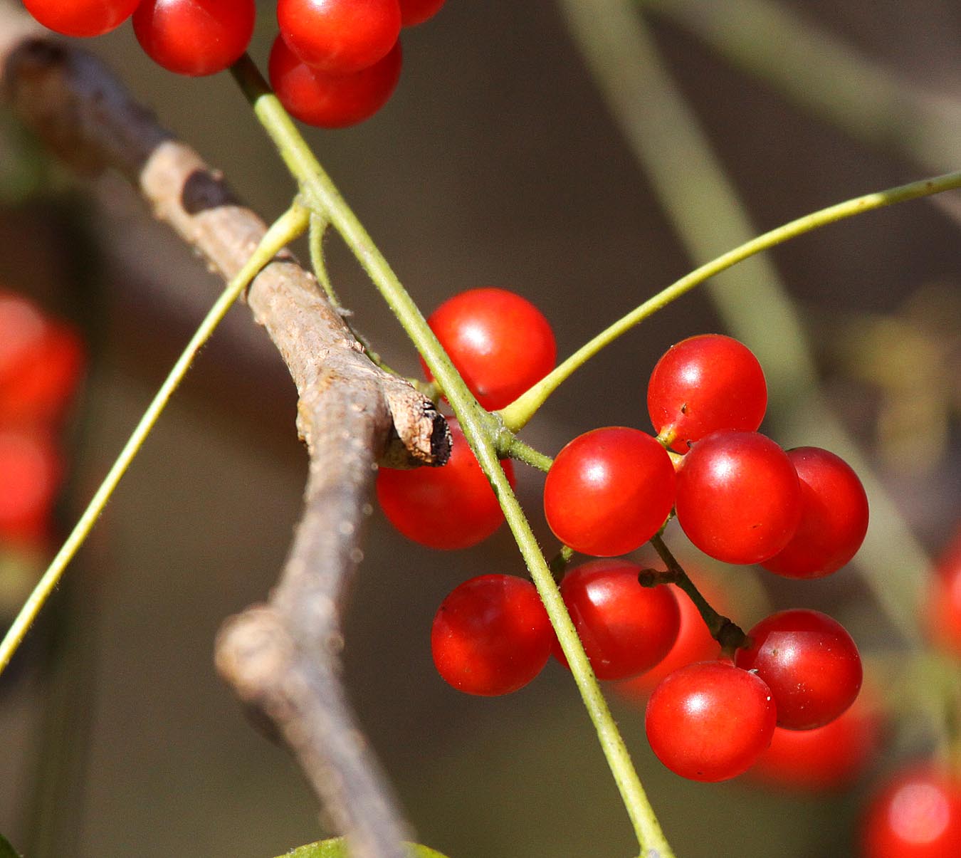 Southern Lagniappe: December Lagniappe: Vines and Berries