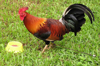 RB Sugbo Gamefowl Technology: The Legend of the Lemon