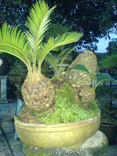 ZuniraBonsai.Com: Bonsai Cycas