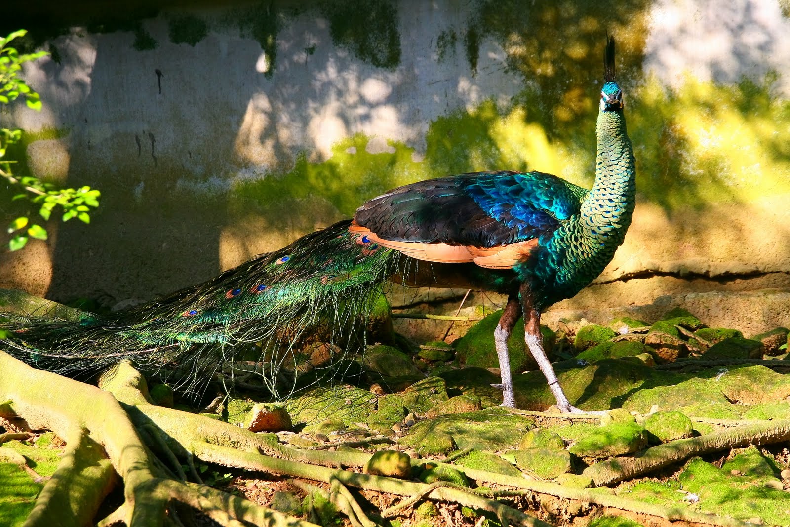 Public Domain Photos and Images: Green Peafowl - Pavo muticus