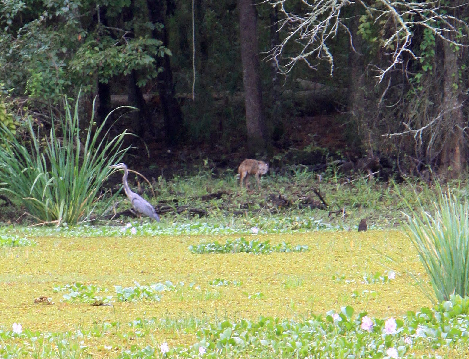 Sabine National Forest