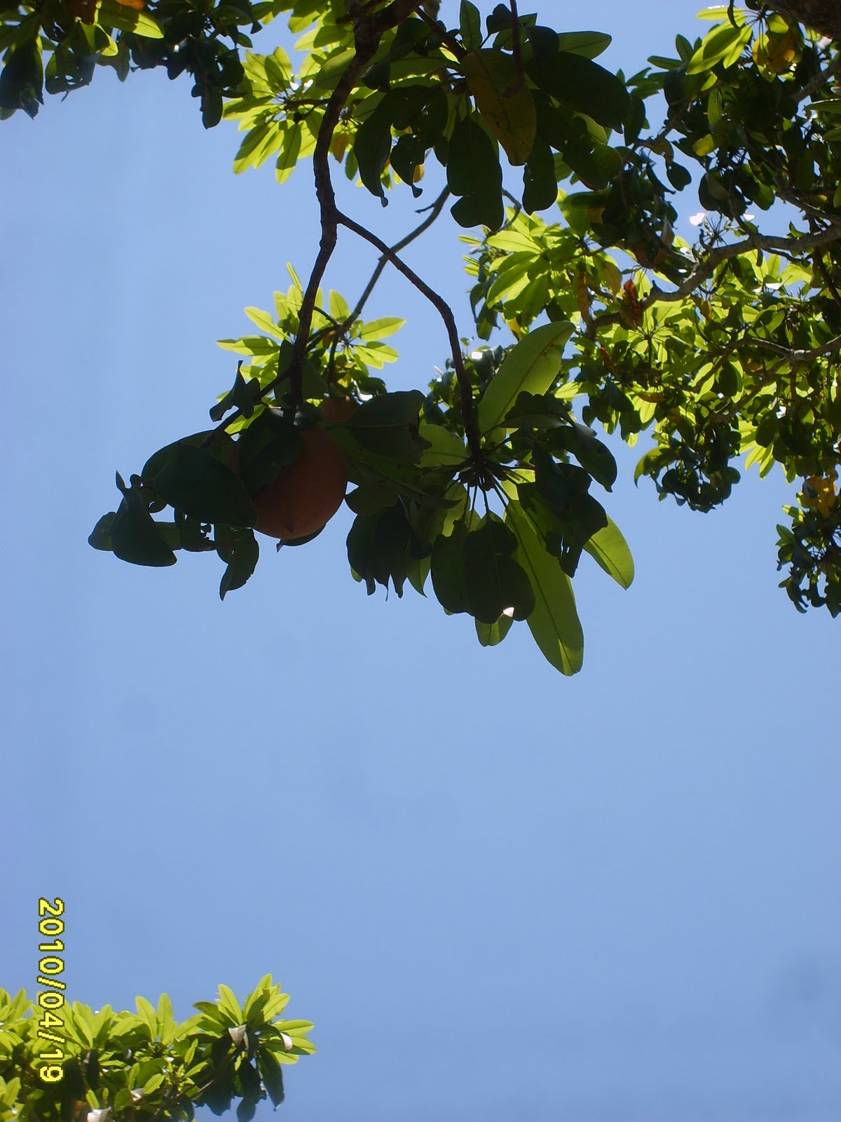 Huerta San Isidro - IMI Campeche: Fruta de zapote