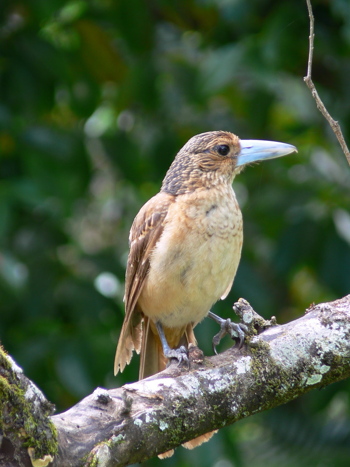 Daintree News: Garden Predators