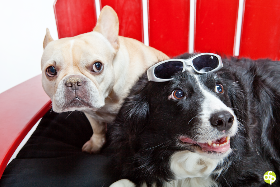 Andrew Chin Photography | Vancouver, BC: Border Collie and French Bulldog