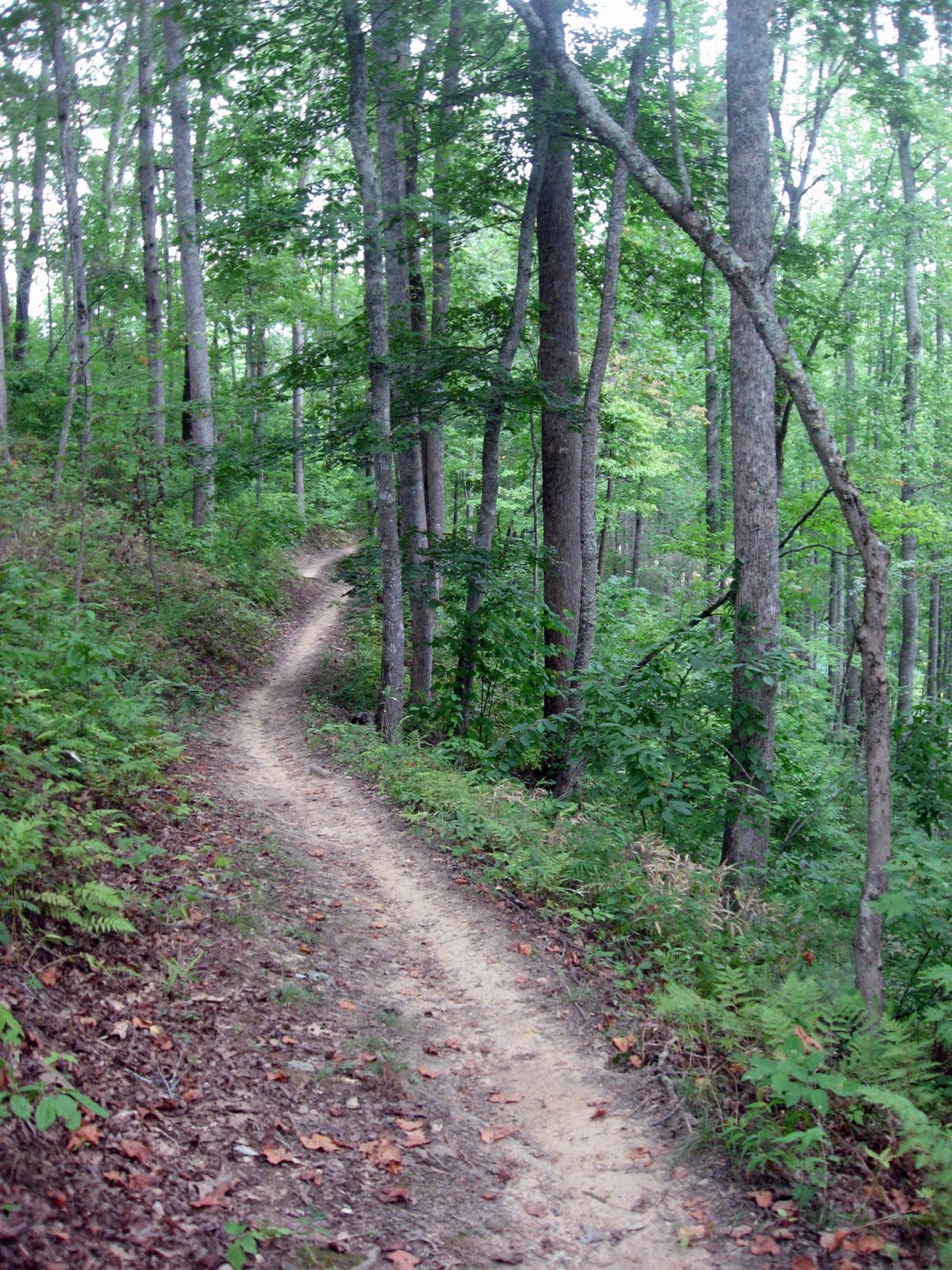Greg Rides Trails: Tsali: Right Loop, Bryson City (Almond), North Carolina